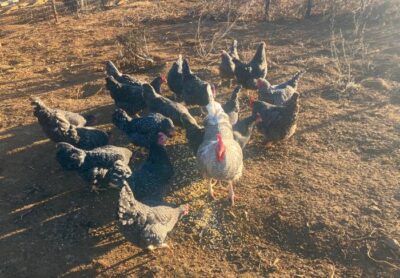 Holland Chicken Breed - Backyard Poultry